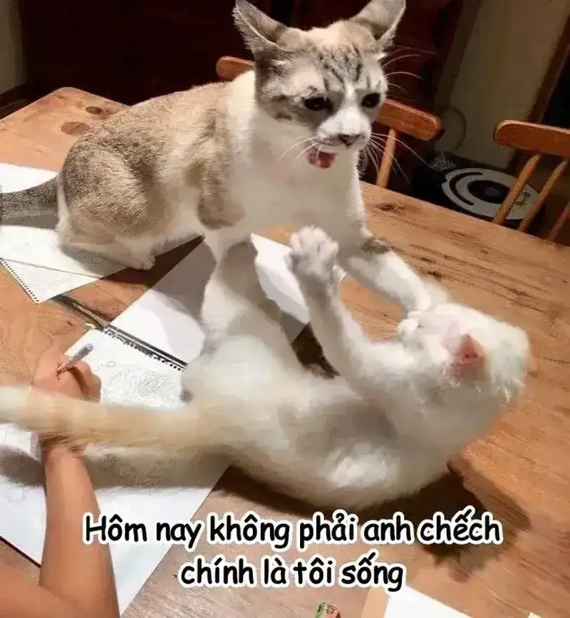 Meme mèo đánh nhau- Hình ảnh hài hước khiến dân mạng cười